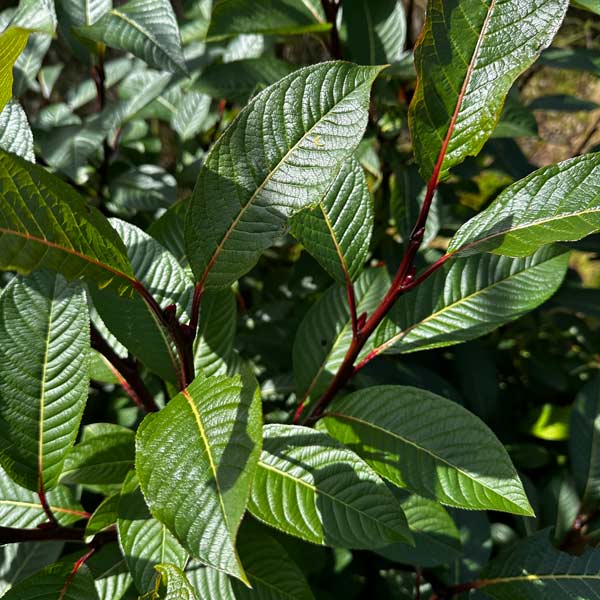 Farges Willow - One Green World