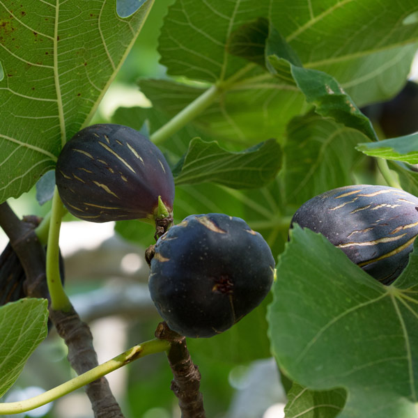 Black Mission Fig Tree - One Green World