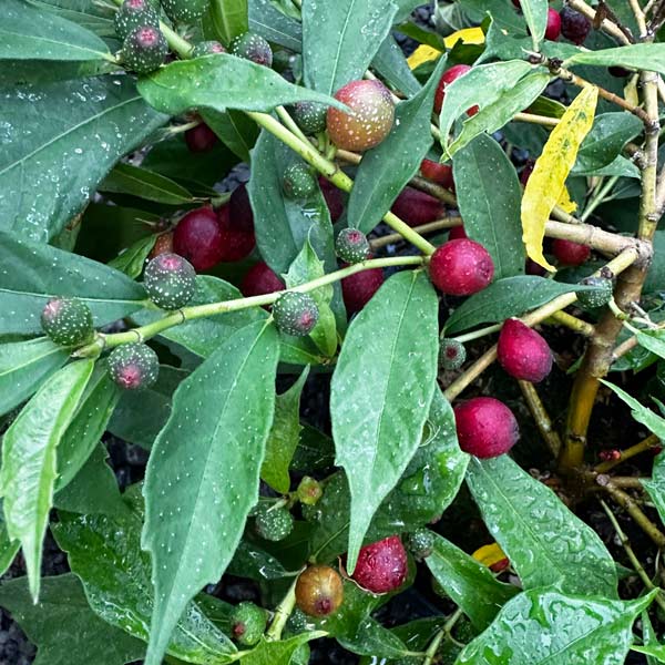 Christmas Fig Tree - One Green World