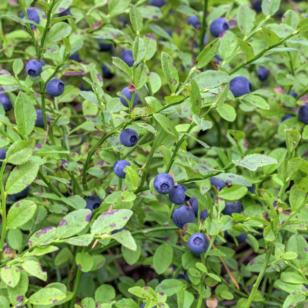 Oval Leaf Huckleberry - One Green World