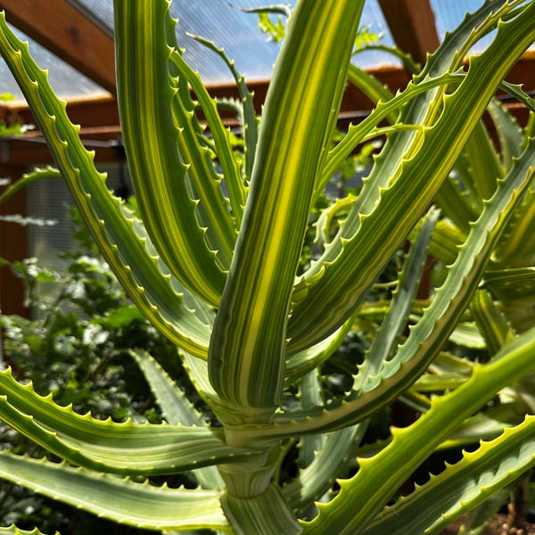 Variegated Candelabra Aloe - One Green World