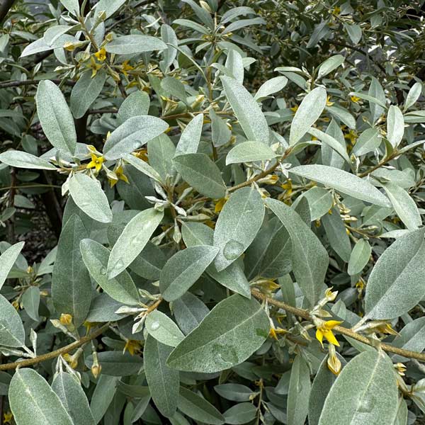 Quicksilver Elaeagnus - One Green World