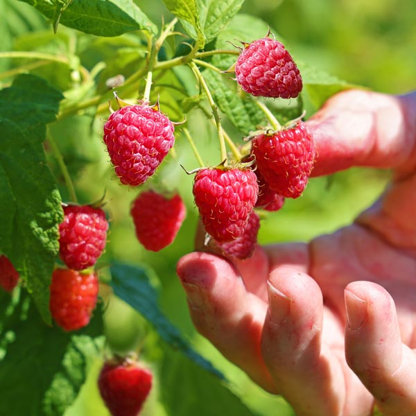 Raspberry Shortcake Dwarf Raspberry - One Green World
