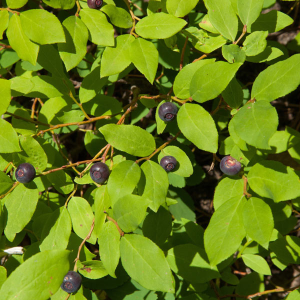 Mountain Huckleberry - One Green World