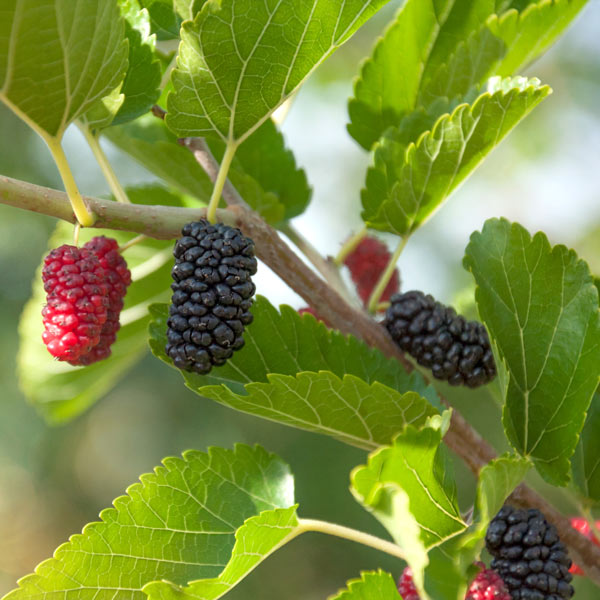 Gerardi Dwarf Mulberry - One Green World