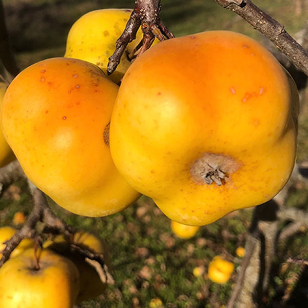Api Etoile Apple Tree - One Green World